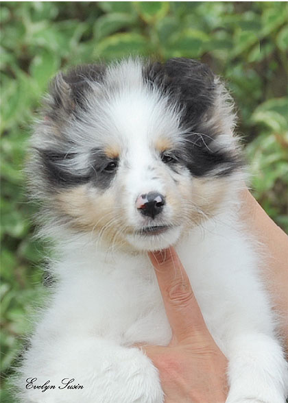 Colby & Foster Litter by: Crinan Shelties