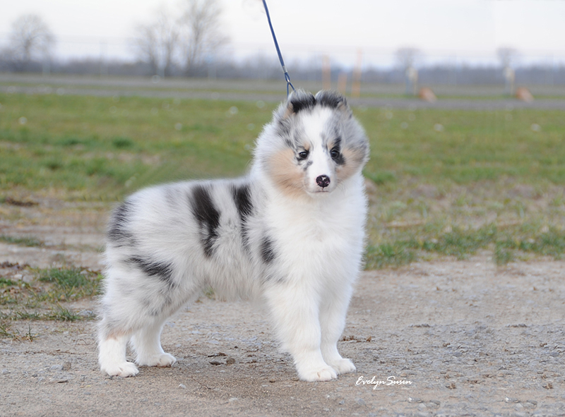 Ice 'Crinan Caution Black Ice - Crinan Shelties
