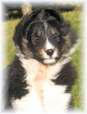 Crinan Shelties - Crinan Strike A Pose ptd