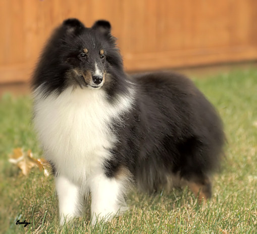 Crinan Shelties - Crinan Strike A Pose ptd